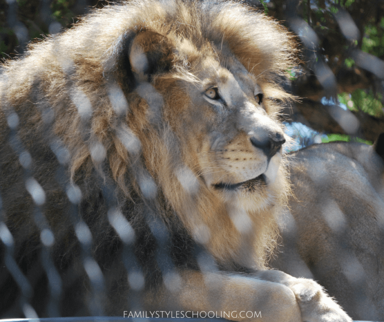 7 Tips for Savoring the Sights at the San Diego Zoo - Family Style ...