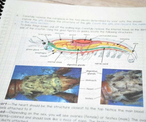 New Apologia Biology 3rd Edition Review - Family Style Schooling