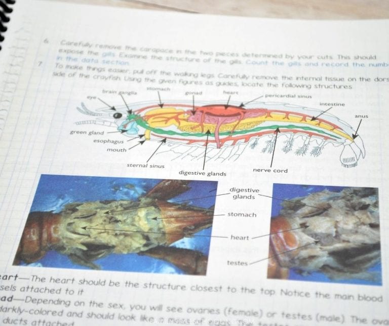 New Apologia Biology 3rd Edition Review - Family Style Schooling